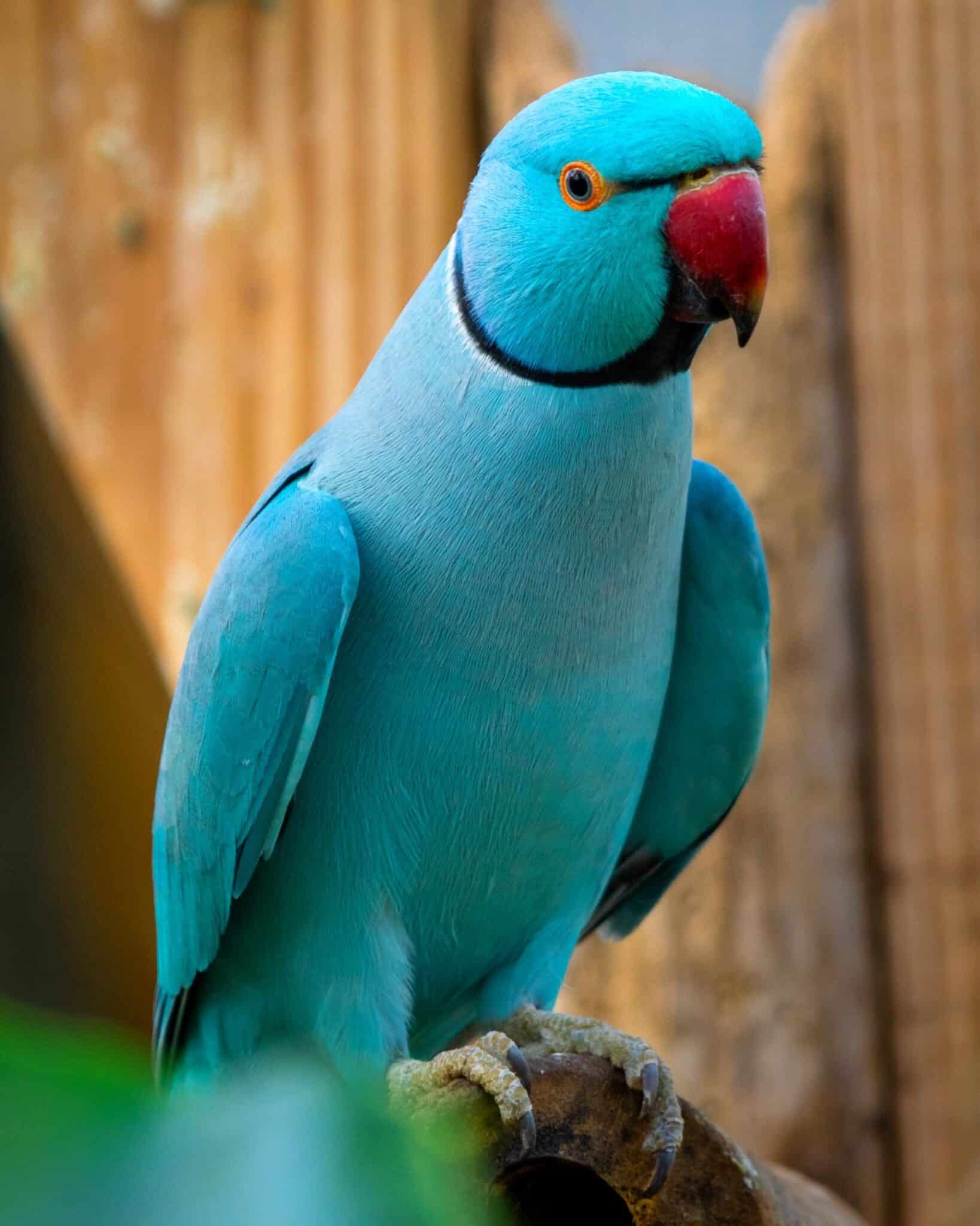 How Much Does a Parakeet Cost? (2025 Updated)