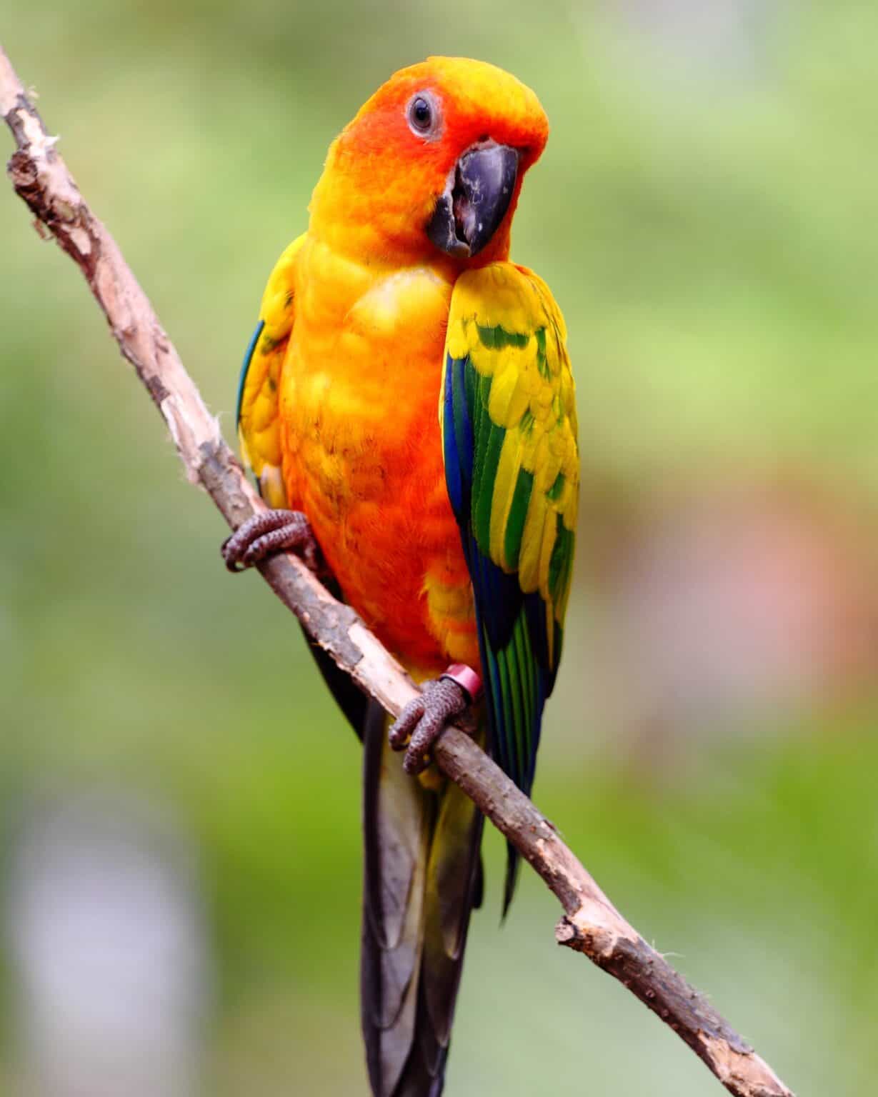 50 Different Types of Conure Parrots