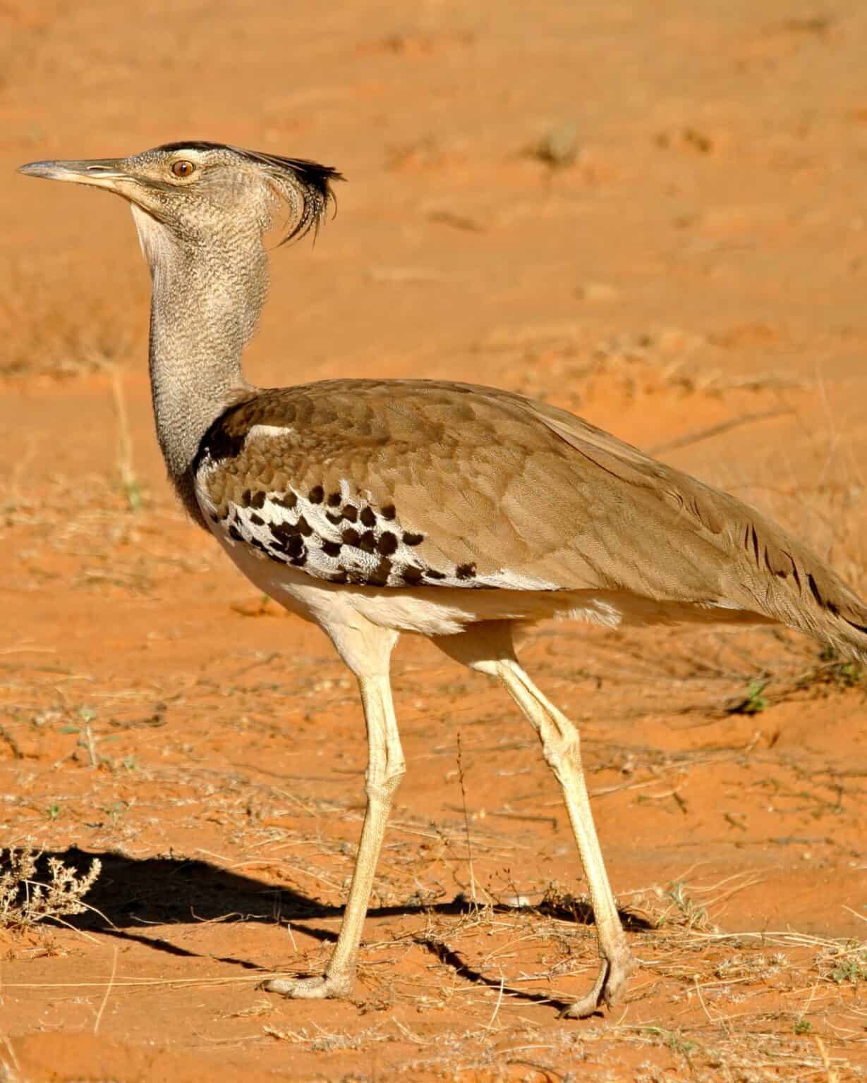 36 Unique Birds With Long Necks