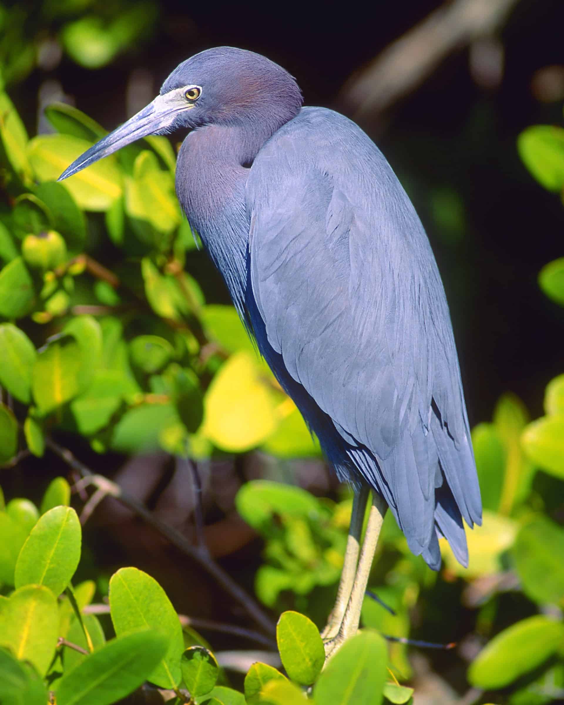 36 Unique Birds With Long Necks