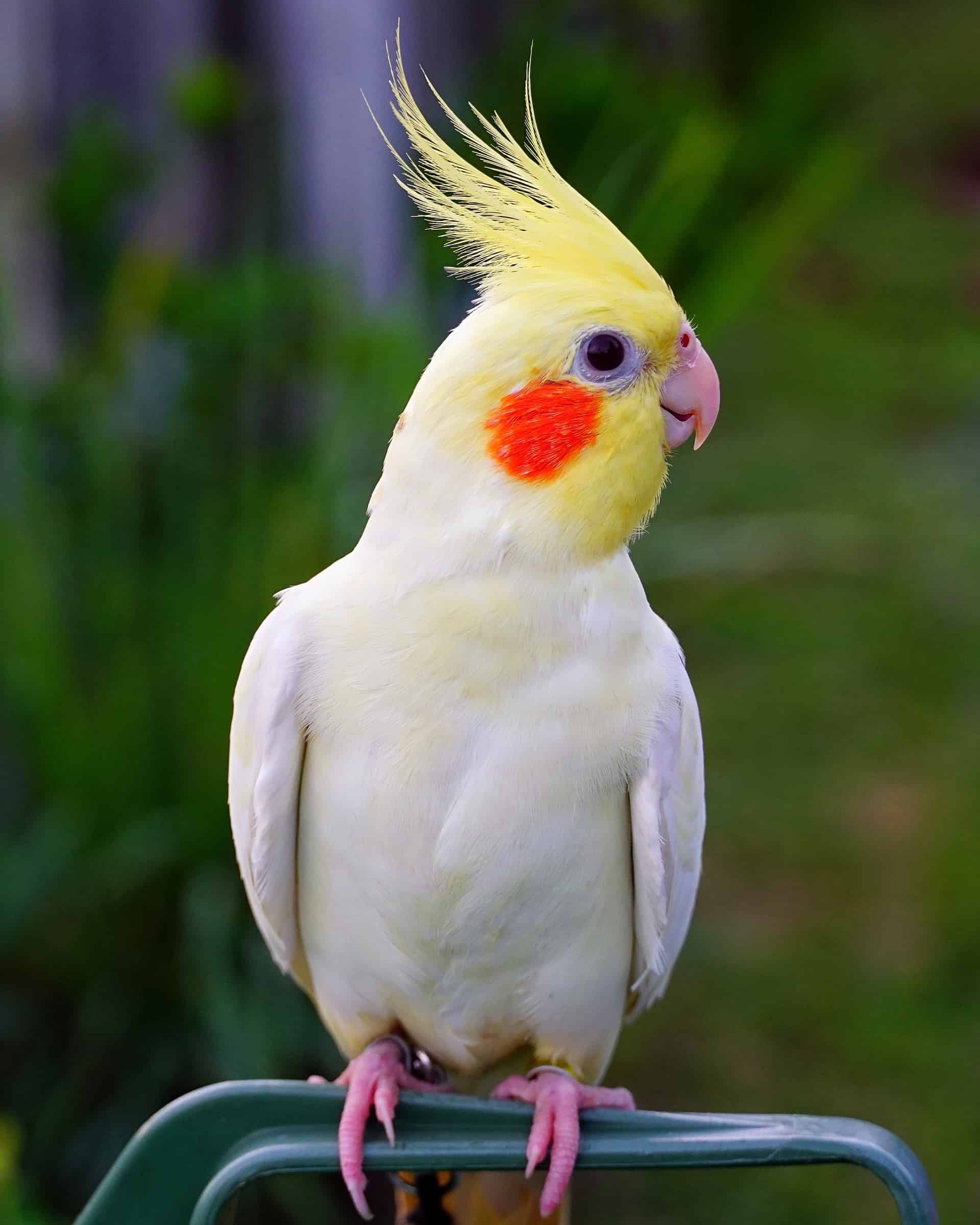 19 Cockatiel Color Mutations & Varieties