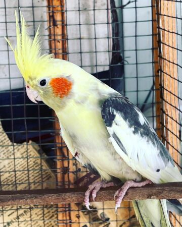 19 Cockatiel Color Mutations & Varieties