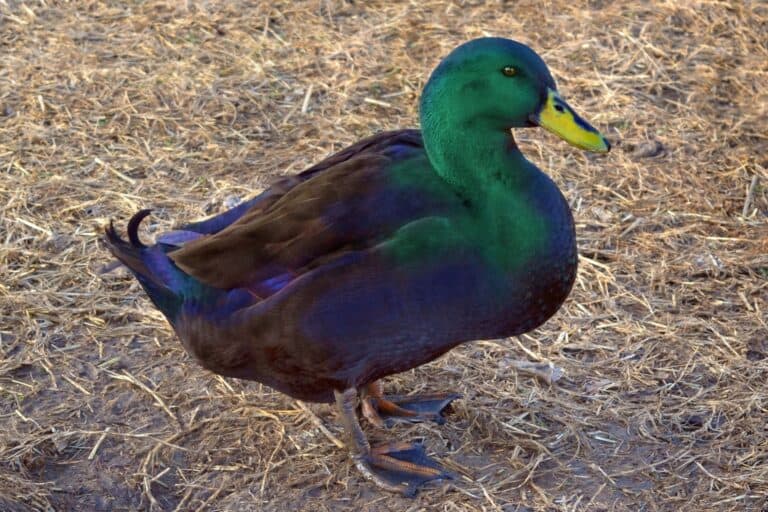 Male vs. Female Cayuga Ducks: What's the Difference?