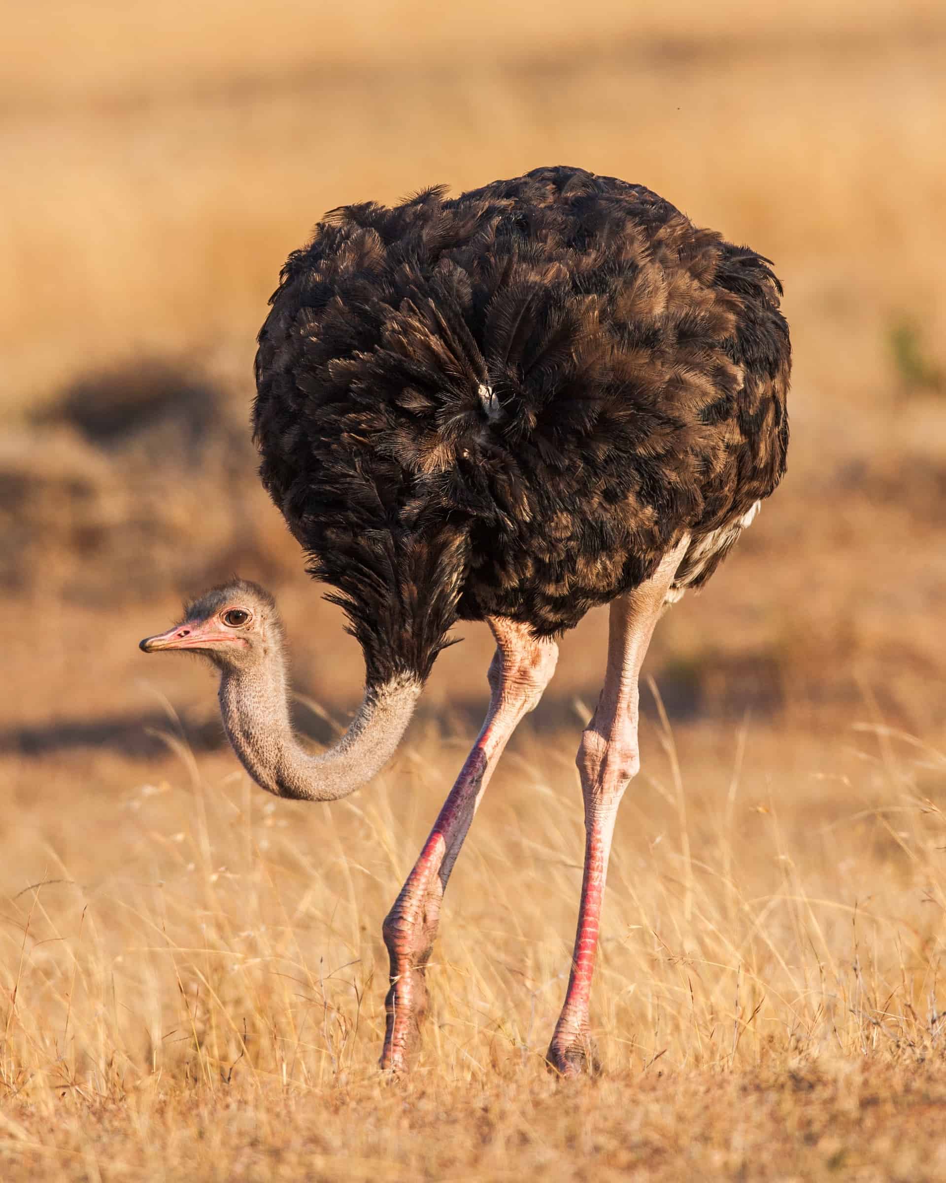 Emu vs. Ostrich: What's the Difference?
