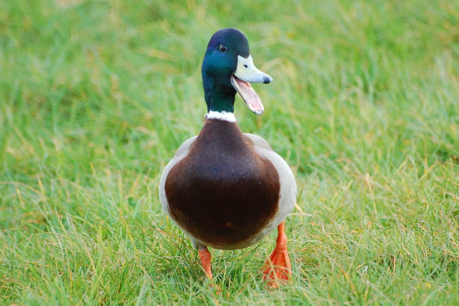 Do Ducks Have Teeth? - Everything You Need to Know