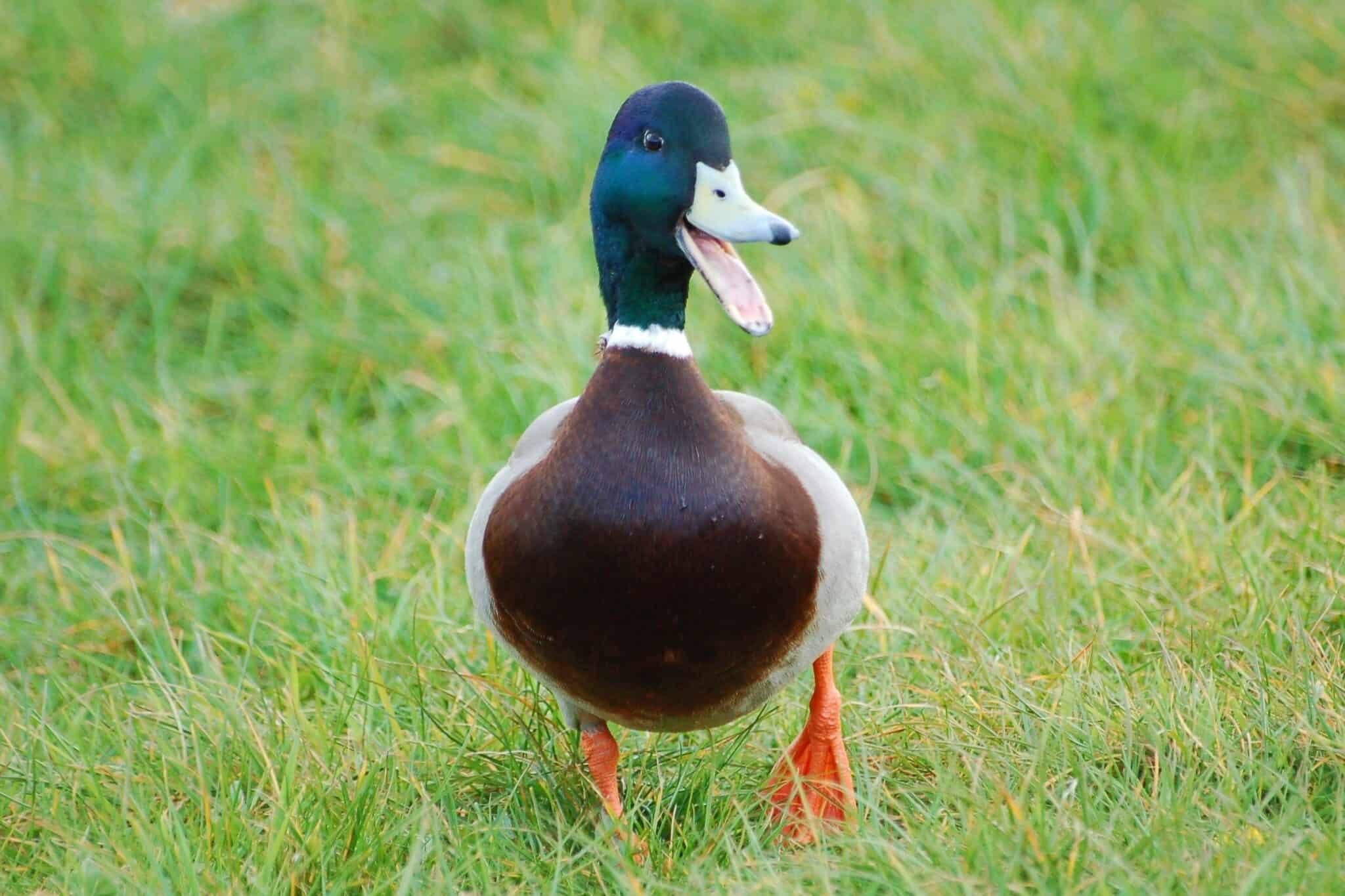 Do Ducks Have Teeth? - Everything You Need to Know