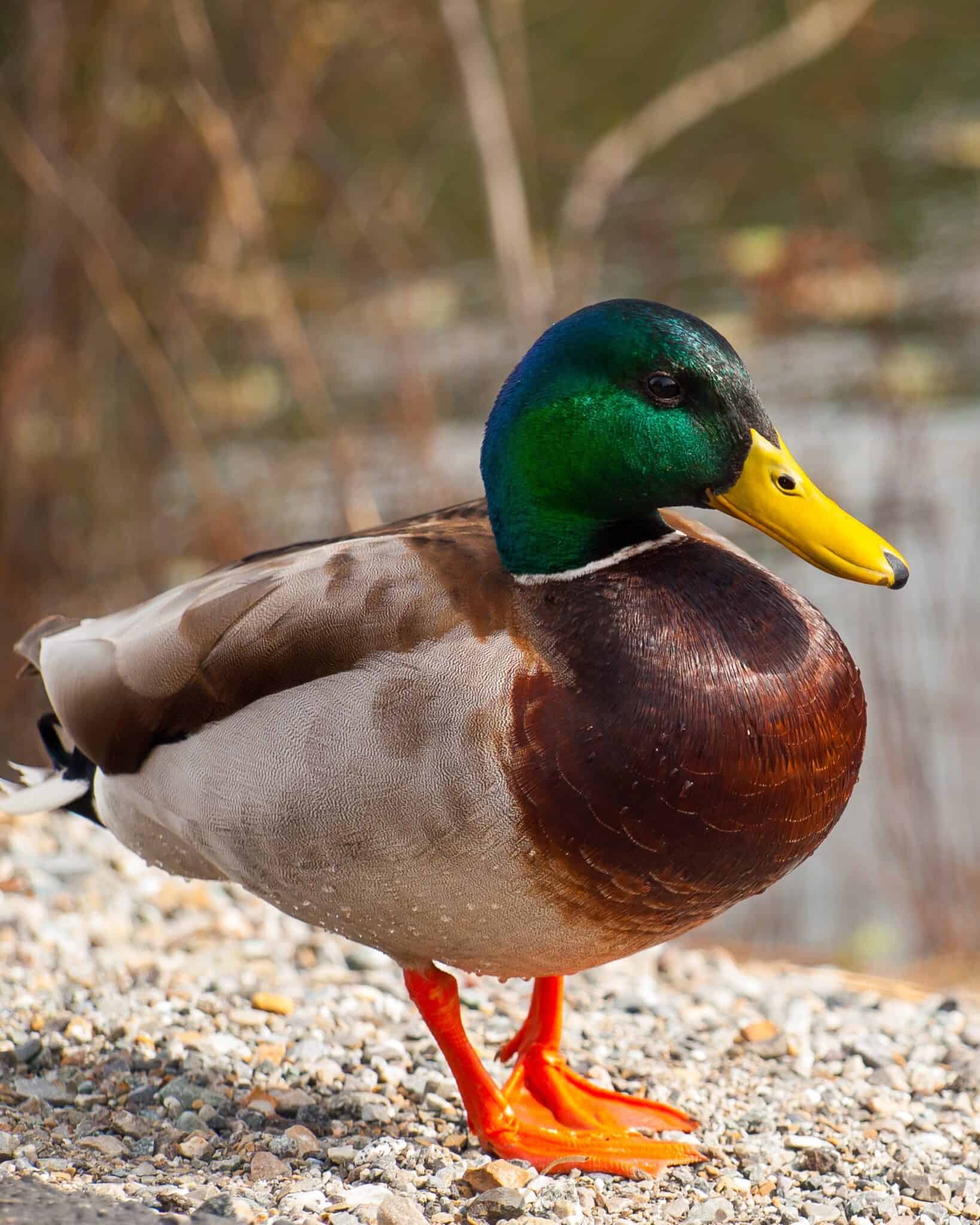 Do Ducks Have Teeth? - Everything You Need to Know