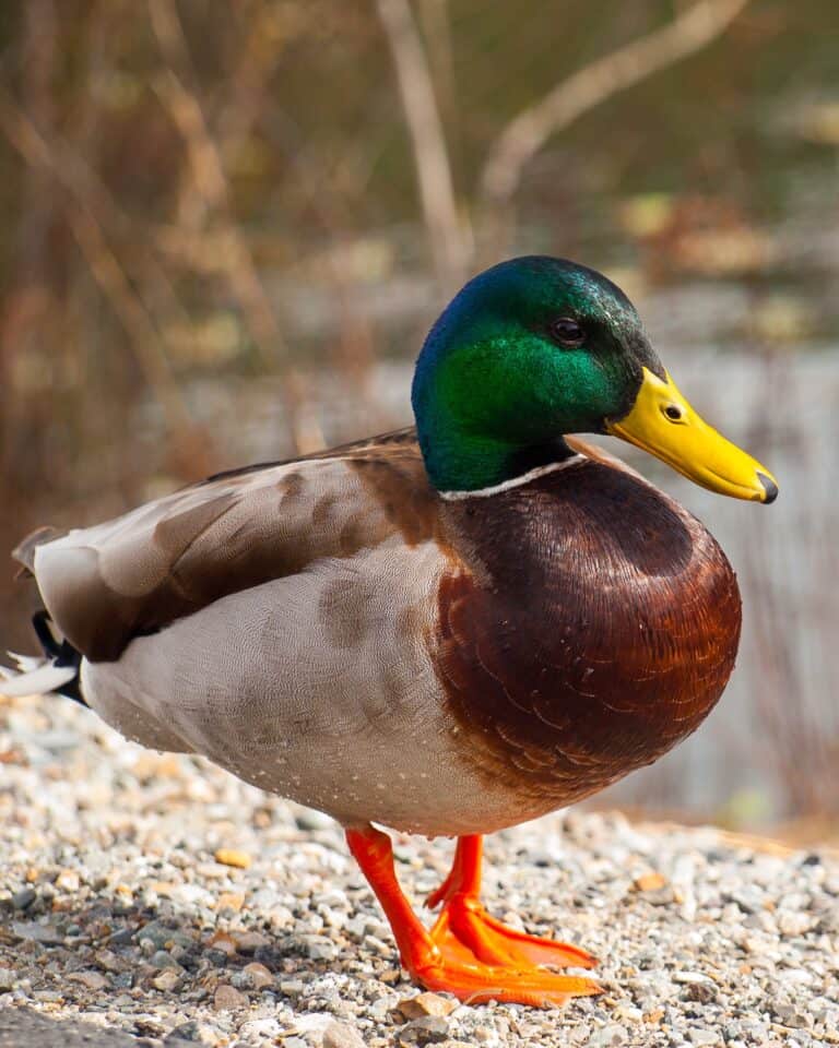 Do Ducks Have Teeth? - Everything You Need to Know