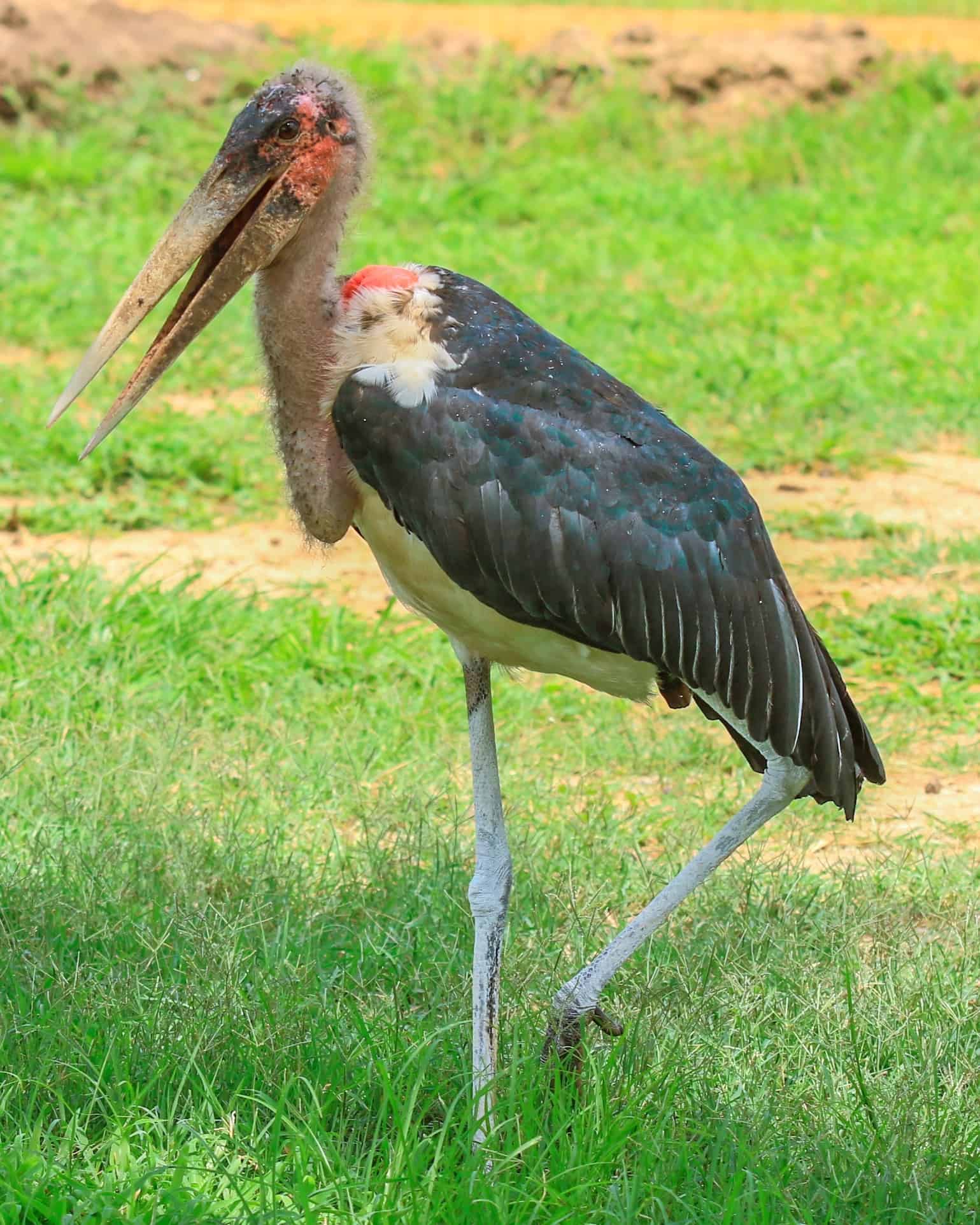 36 Unique Birds With Long Necks