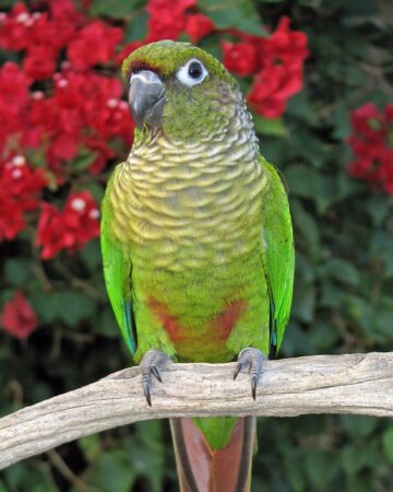 50 Different Types of Conure Parrots