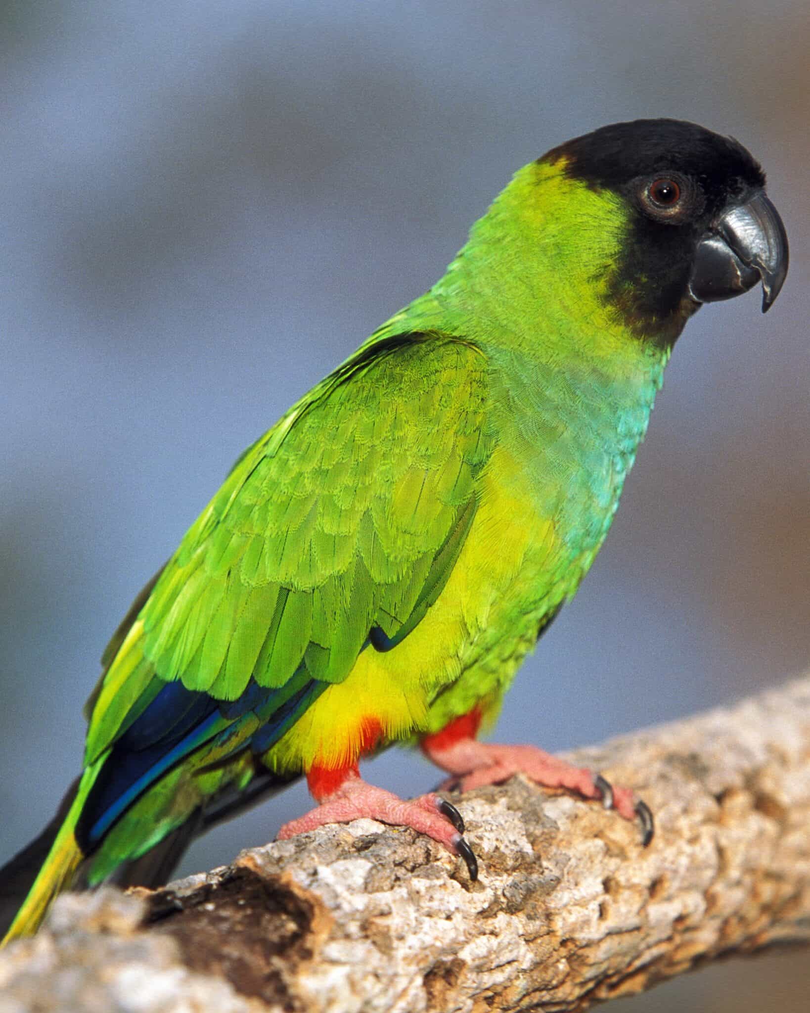 50 Different Types of Conure Parrots