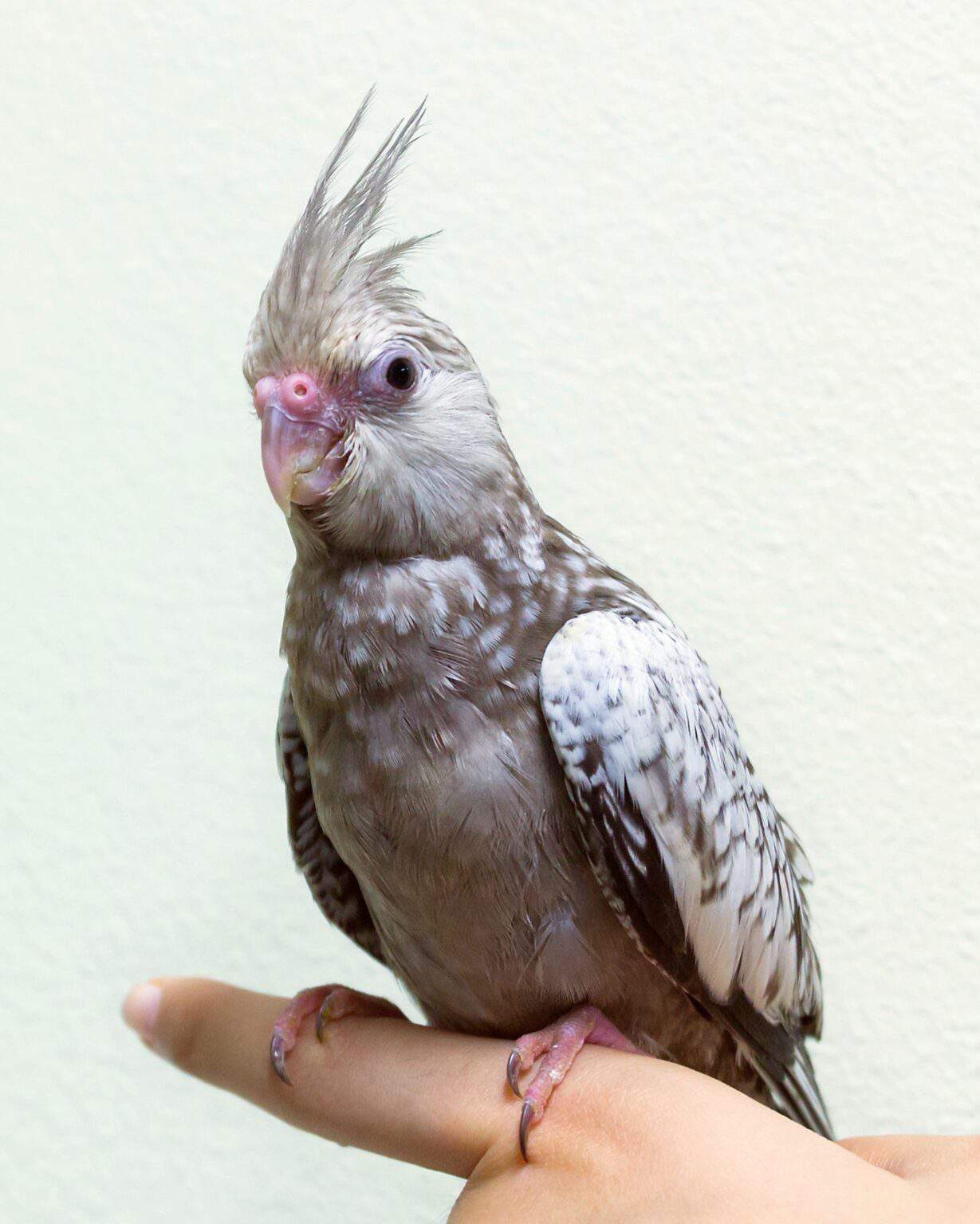 19 Cockatiel Color Mutations & Varieties