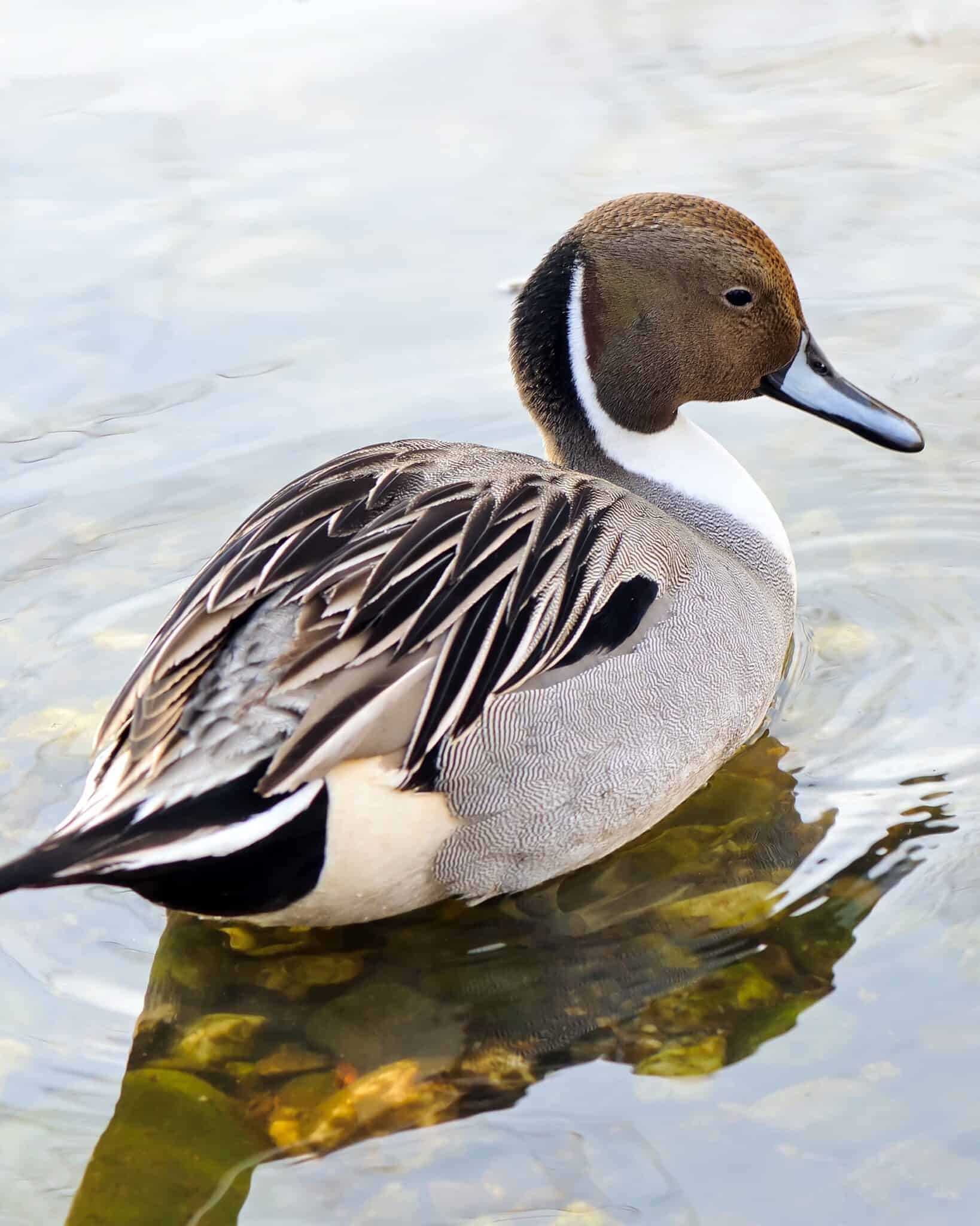 Do Ducks Have Teeth? - Everything You Need to Know