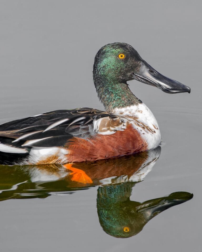Do Ducks Have Teeth? - Everything You Need to Know