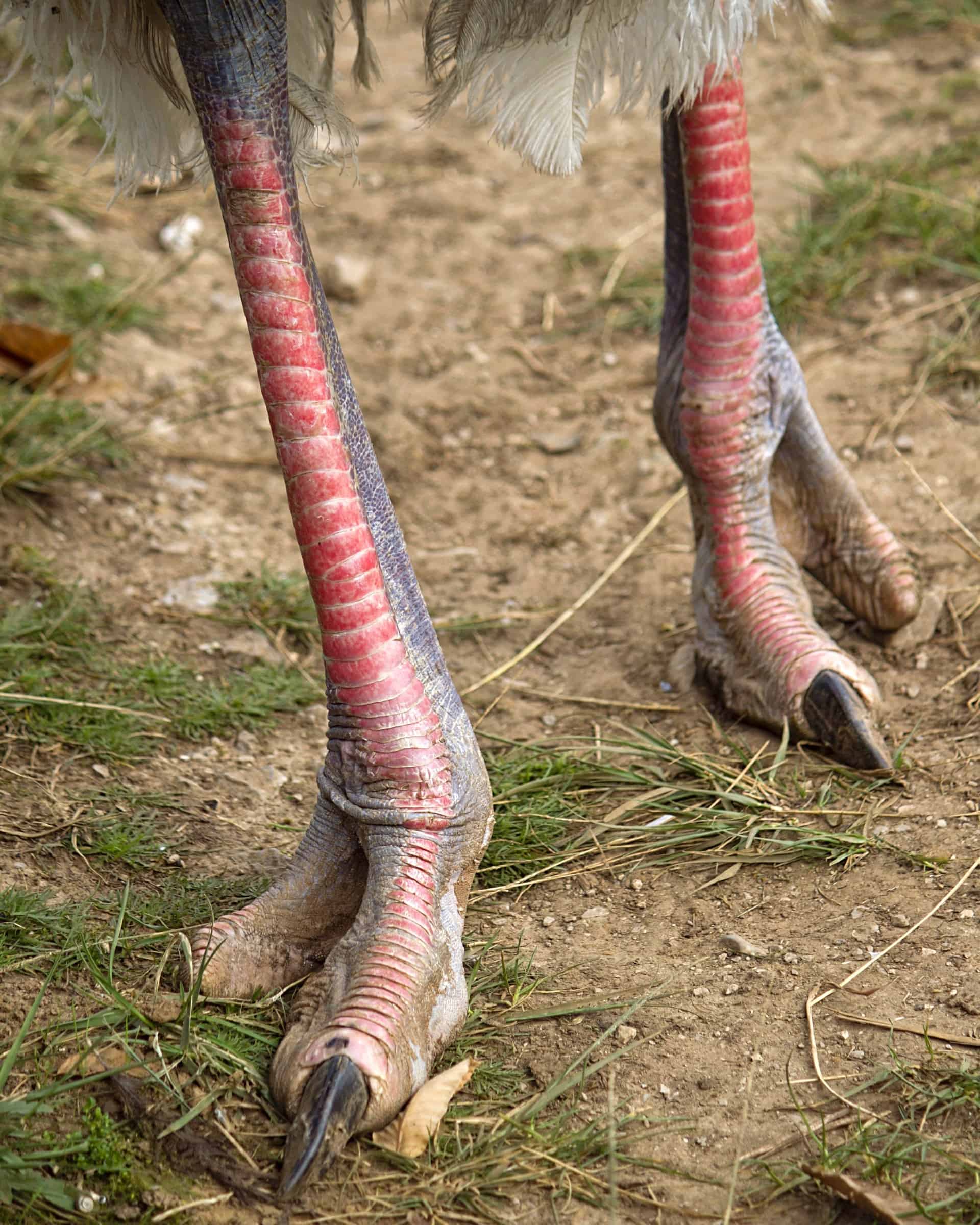 Emu vs. Ostrich: What's the Difference?