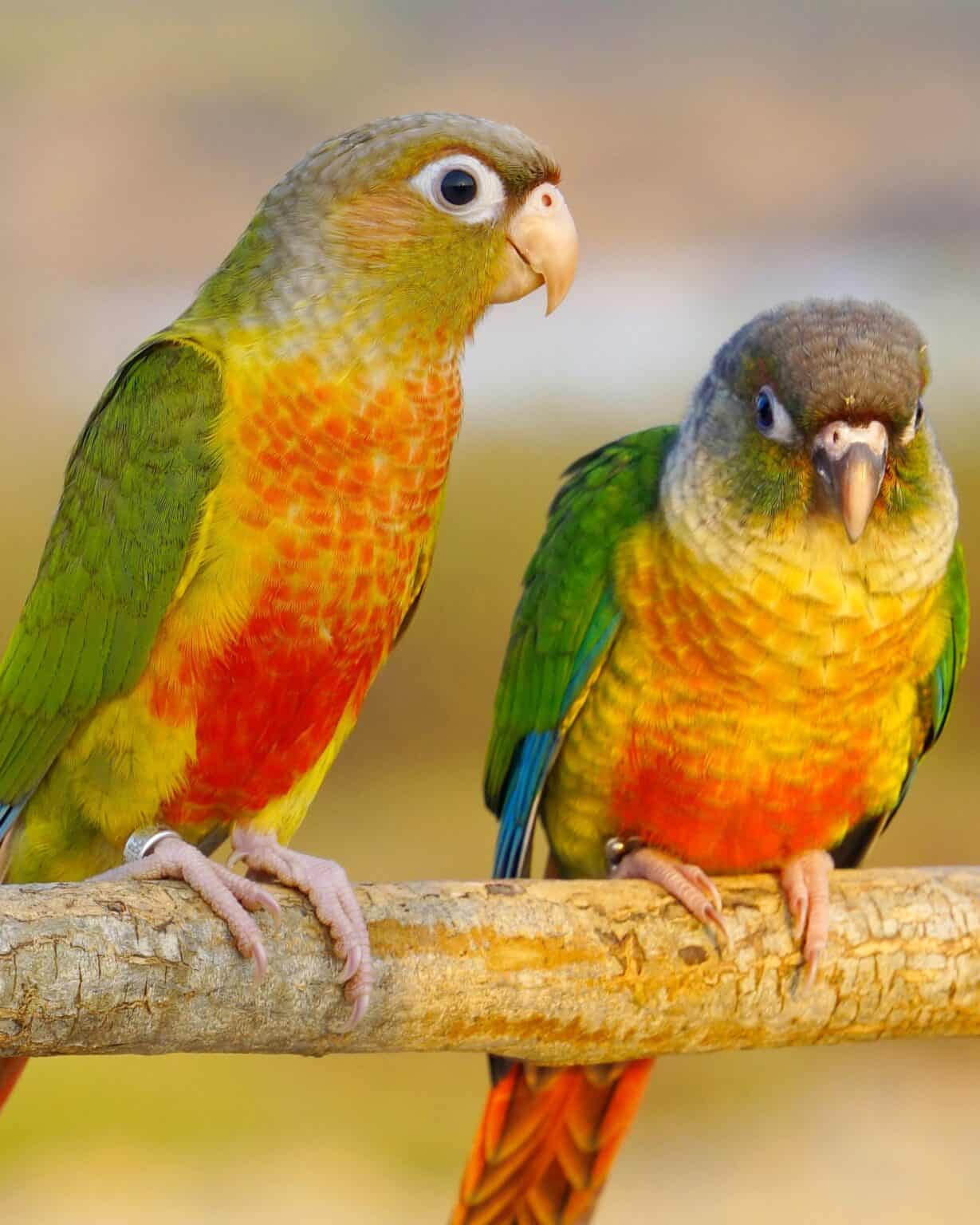 50 Different Types of Conure Parrots