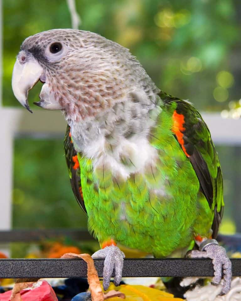 50 Different Types of Conure Parrots
