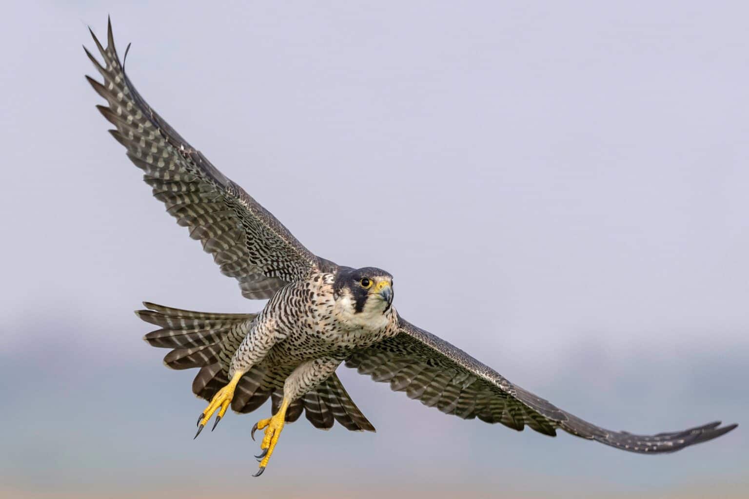 Falcon vs. Hawk: What's the Difference?