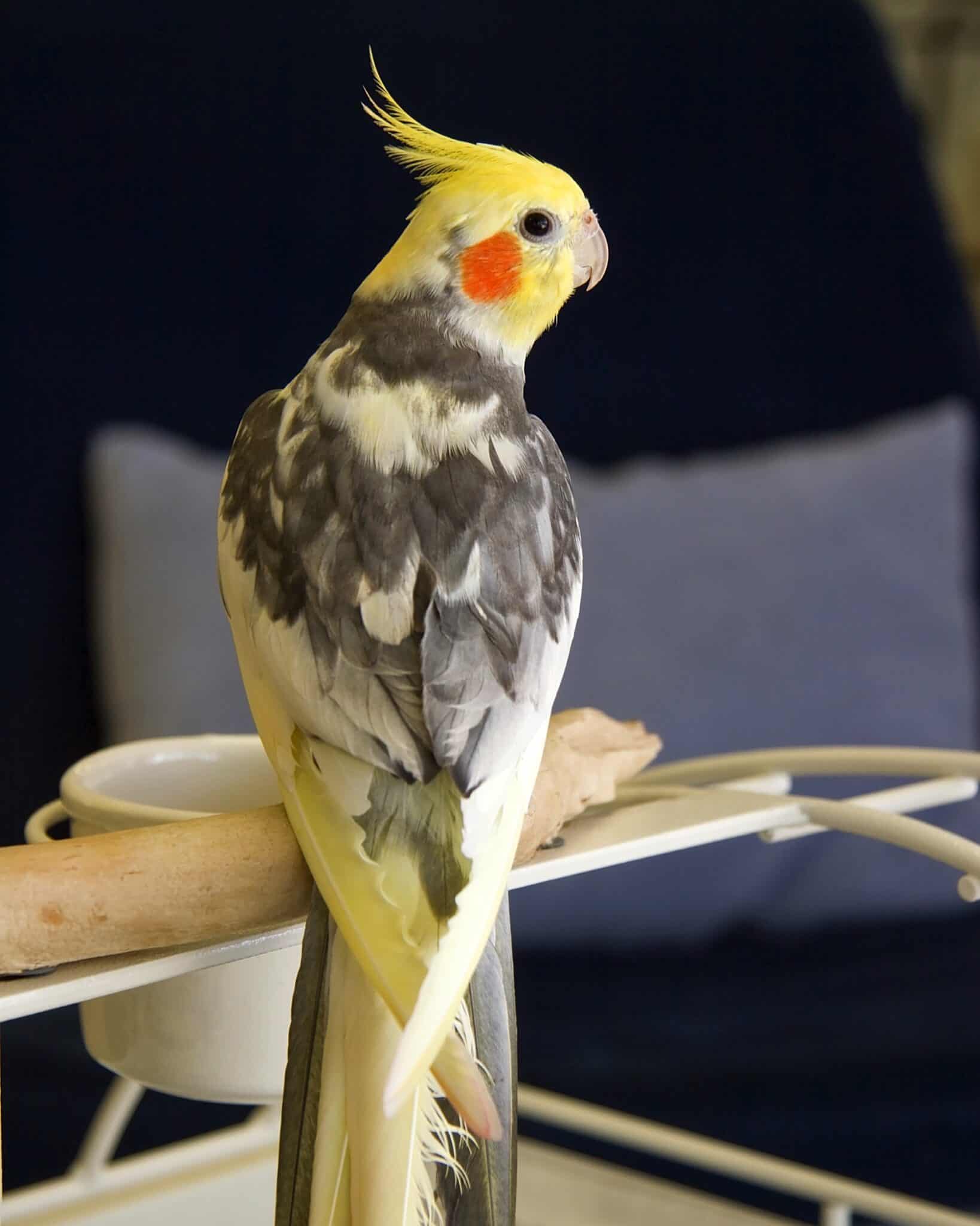 19 Cockatiel Color Mutations & Varieties