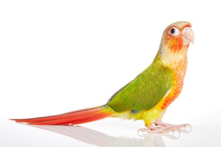 Pineapple Green Cheek Conure: Information & Pictures