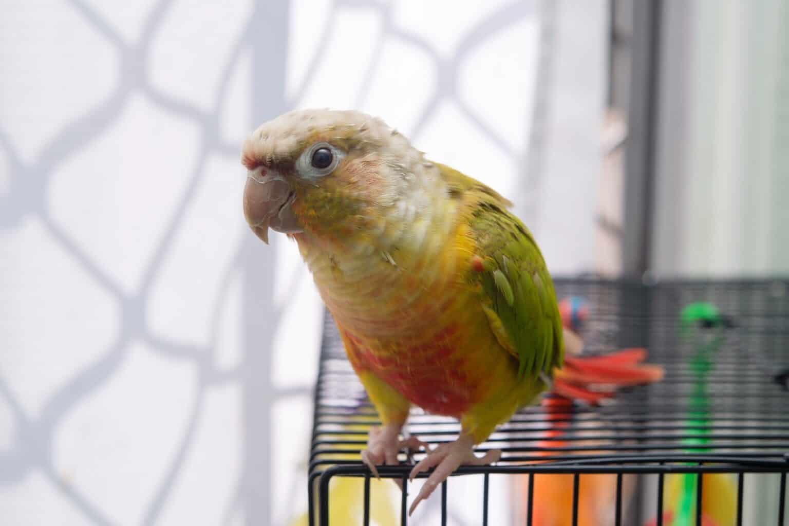 Pineapple Green Cheek Conure: Information & Pictures