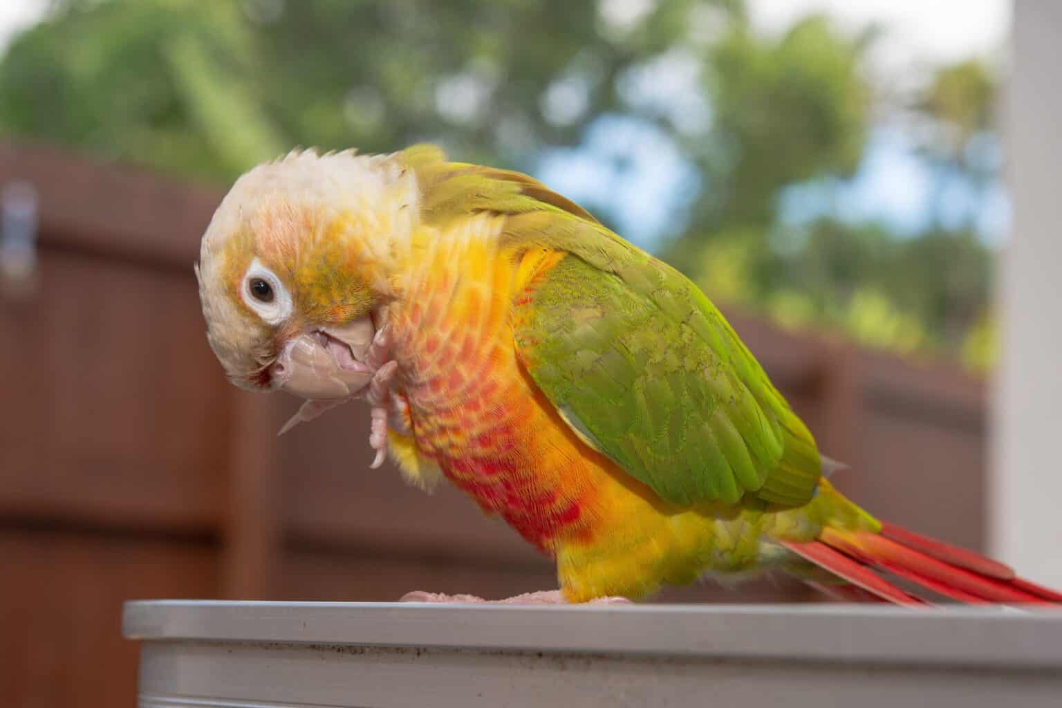 Pineapple Green Cheek Conure: Information & Pictures