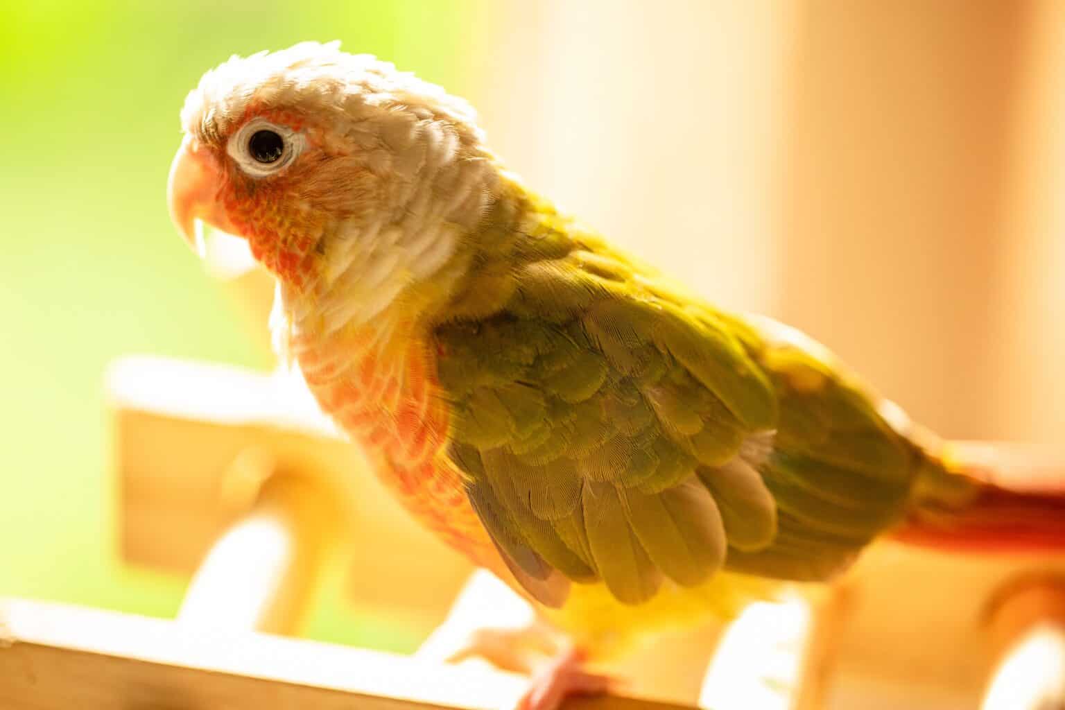 Pineapple Green Cheek Conure: Information & Pictures