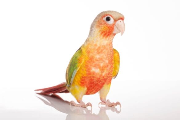 English Pouter Pigeon: Breed Profile, Pictures & Facts