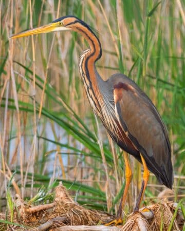36 Unique Birds With Long Necks