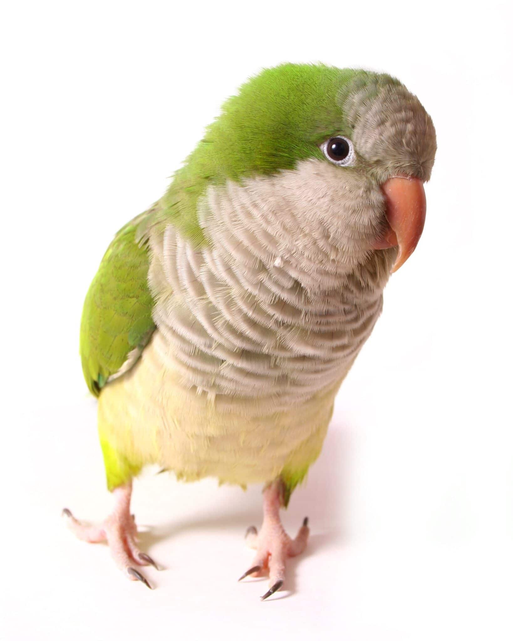 How Much Does a Parakeet Cost? (2025 Updated)