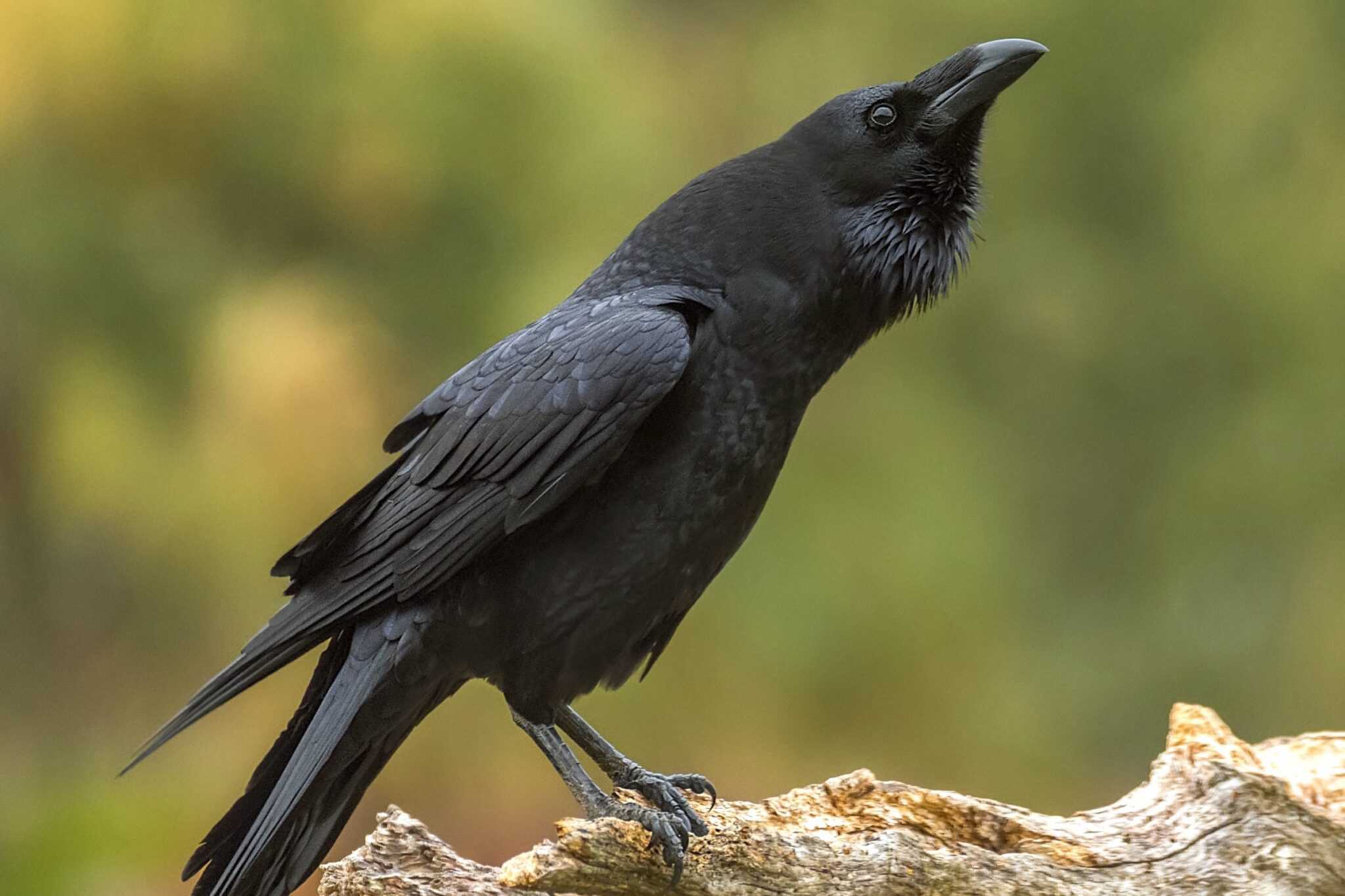 Crow vs. Raven: What’s the Difference?