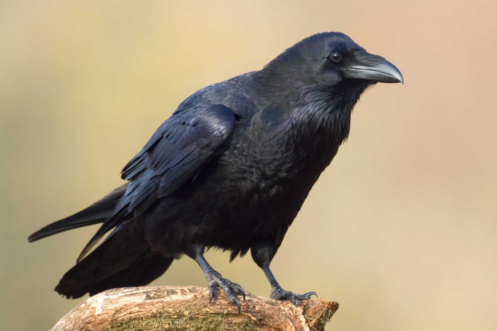 Crow vs. Raven: What’s the Difference?