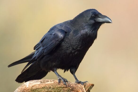 Crow vs. Raven: What’s the Difference?