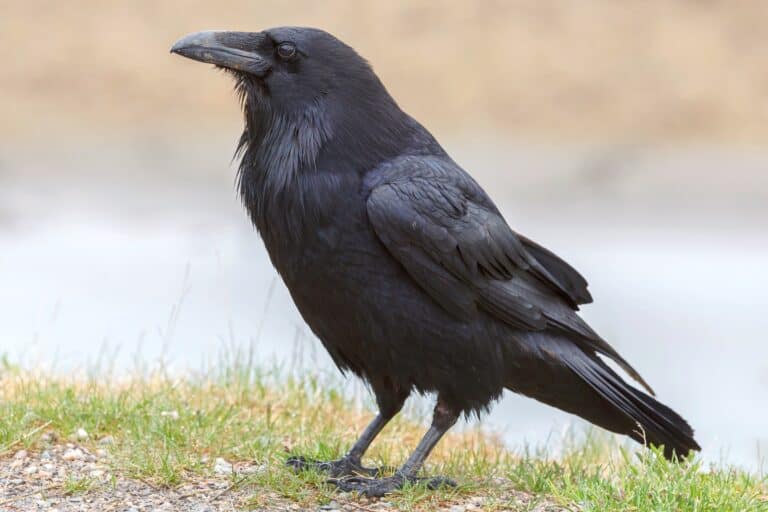 Crow vs. Raven: What’s the Difference?