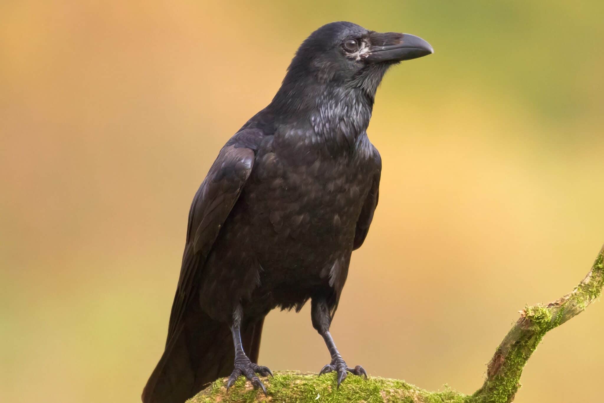 Crow vs. Raven: What’s the Difference?