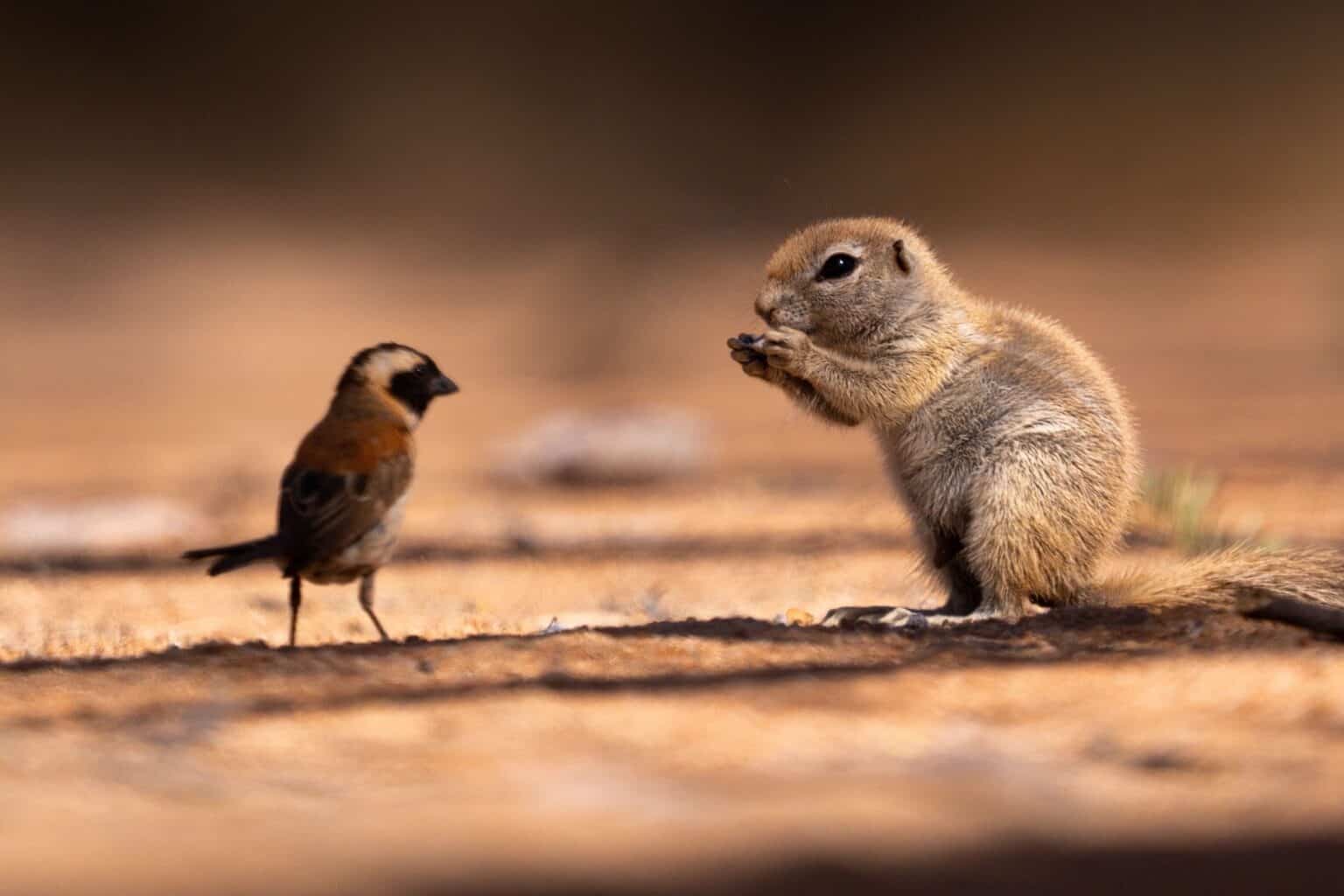 Do Squirrels Eat Birds? - Understanding Squirrel Diet