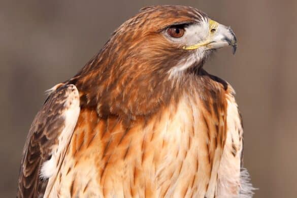 Falcon vs. Hawk: What's the Difference?