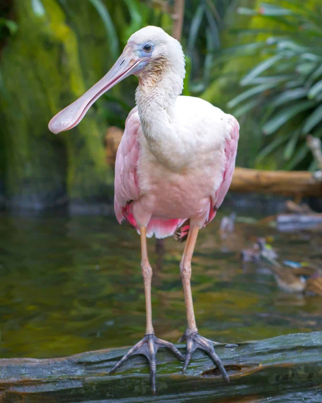 36 Unique Birds With Long Necks
