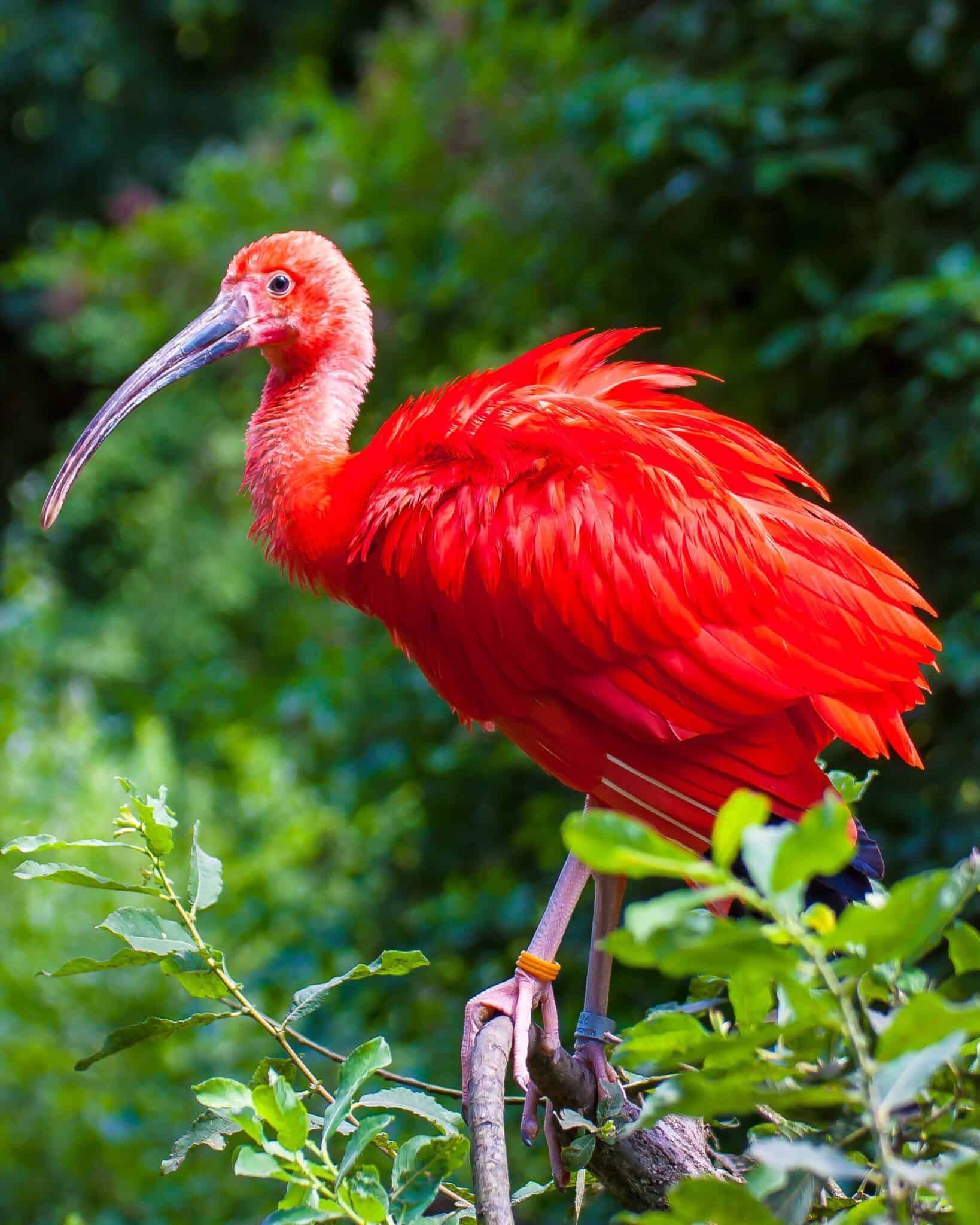 36 Unique Birds With Long Necks