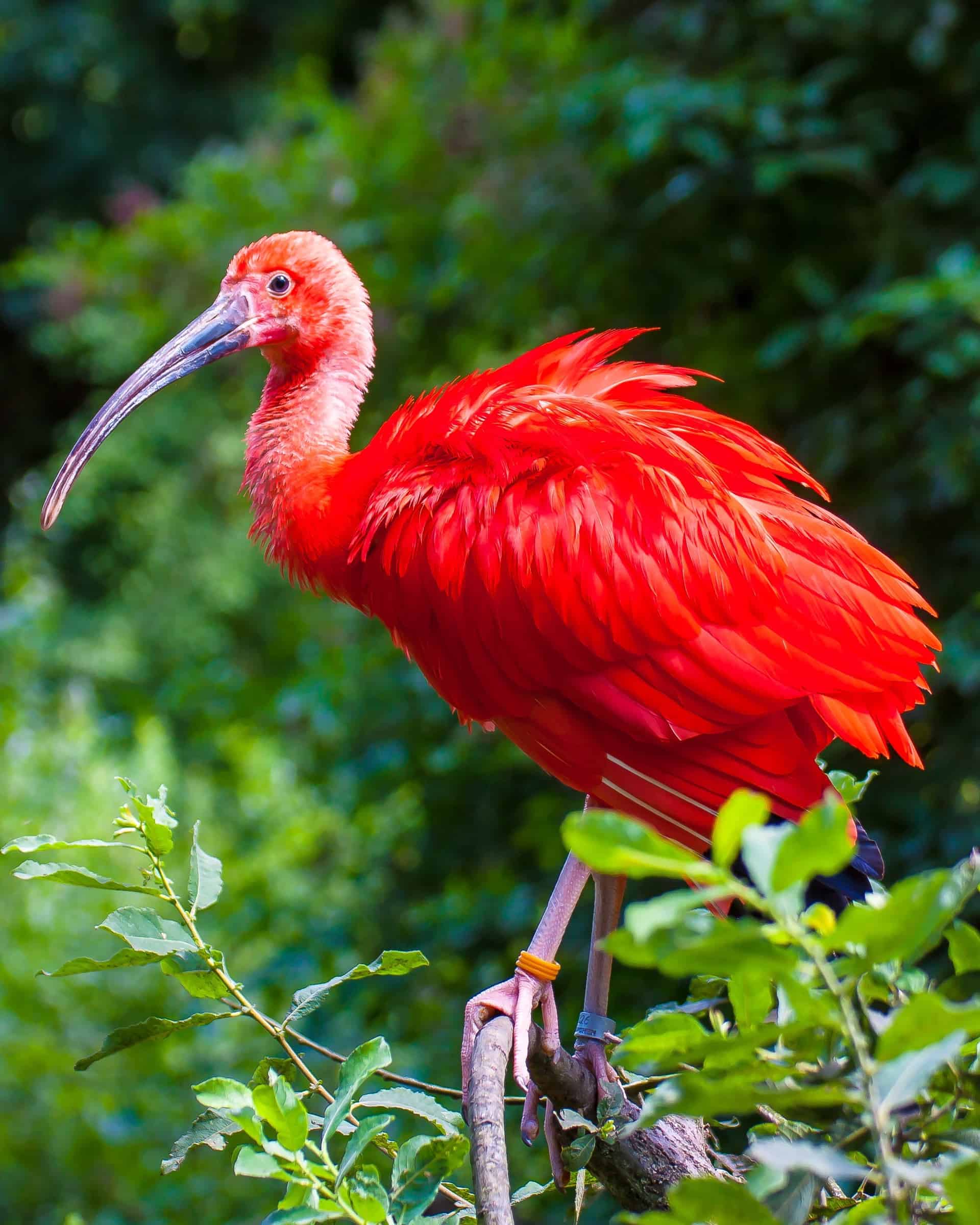 36 Unique Birds With Long Necks