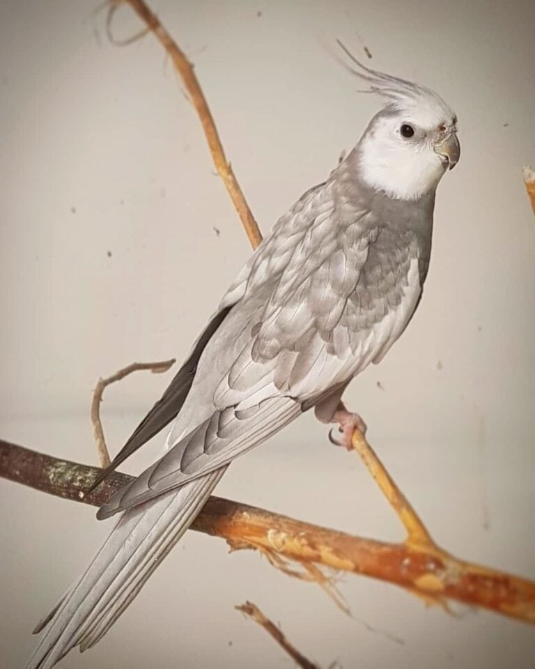 19 Cockatiel Color Mutations & Varieties