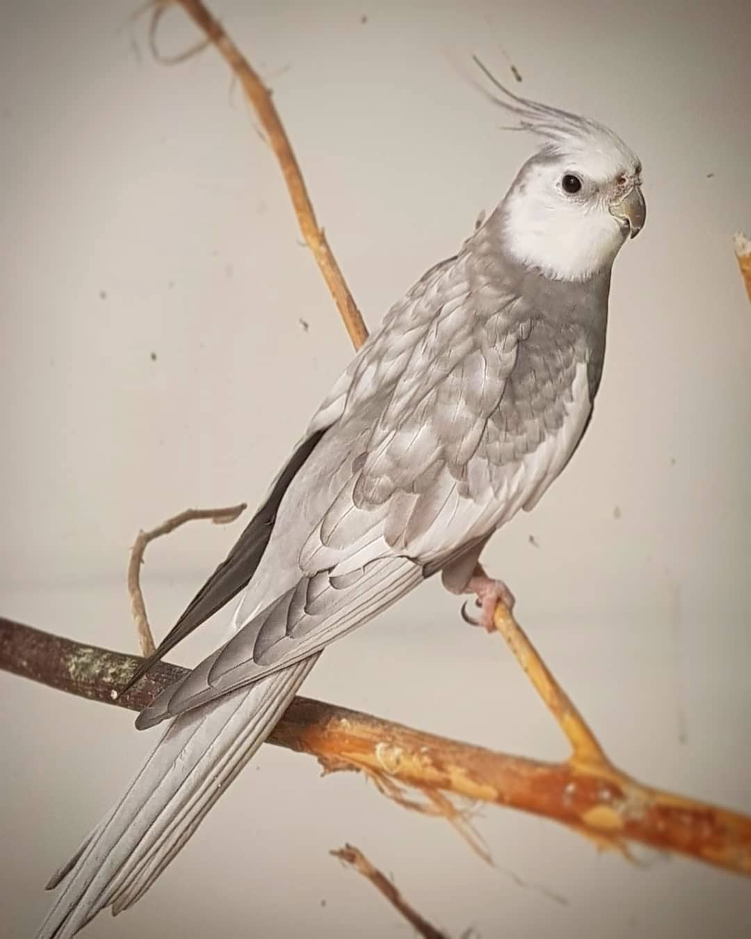 19 Cockatiel Color Mutations & Varieties