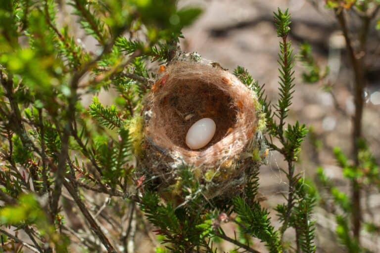 Hummingbird Nests 101: Everything You Need to Know!