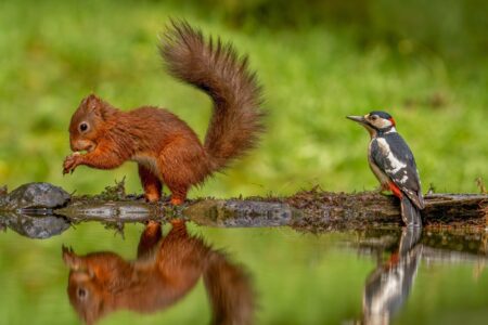 Do Squirrels Eat Birds? - Understanding Squirrel Diet