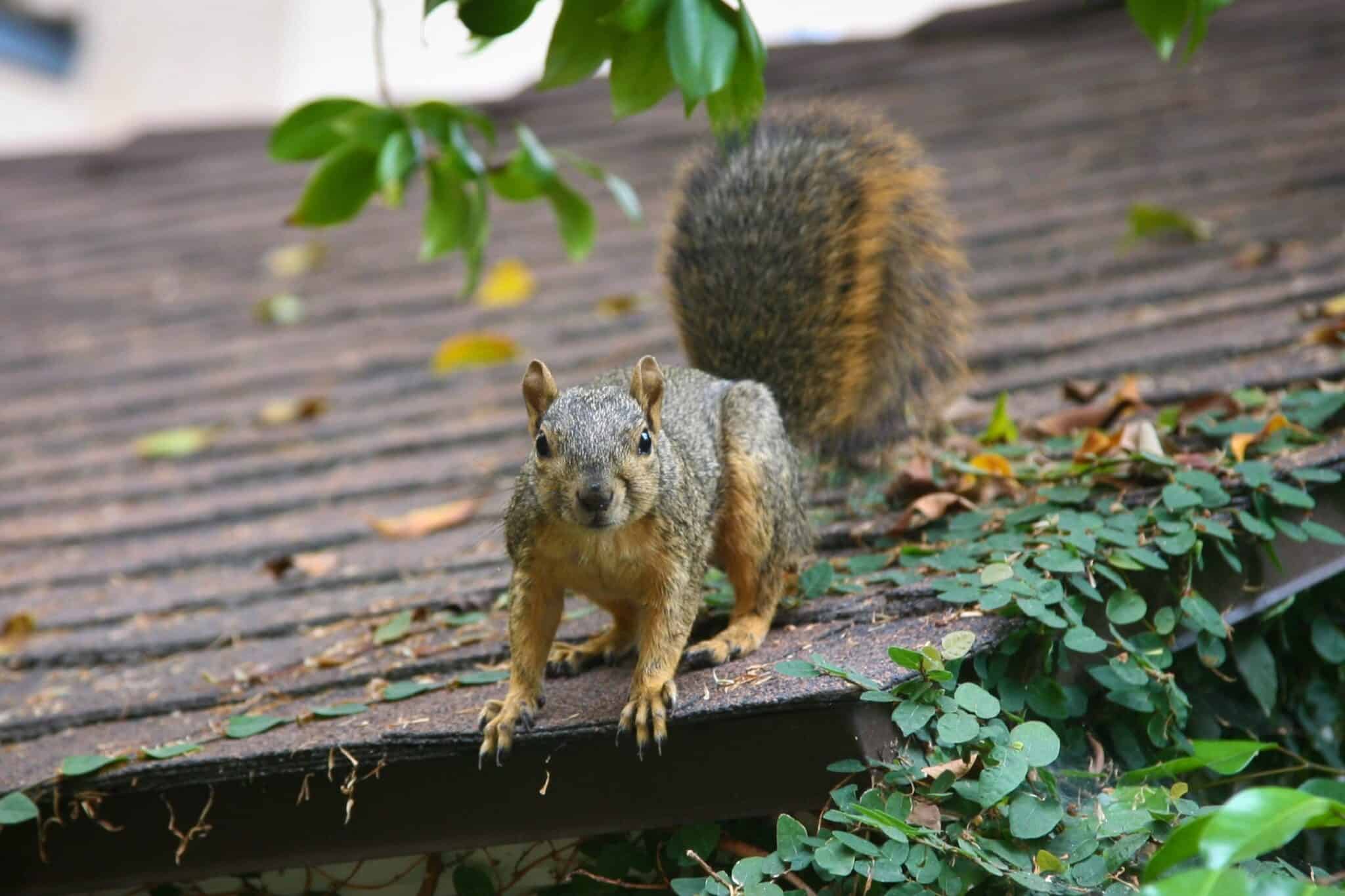 Do Squirrels Eat Birds? - Understanding Squirrel Diet