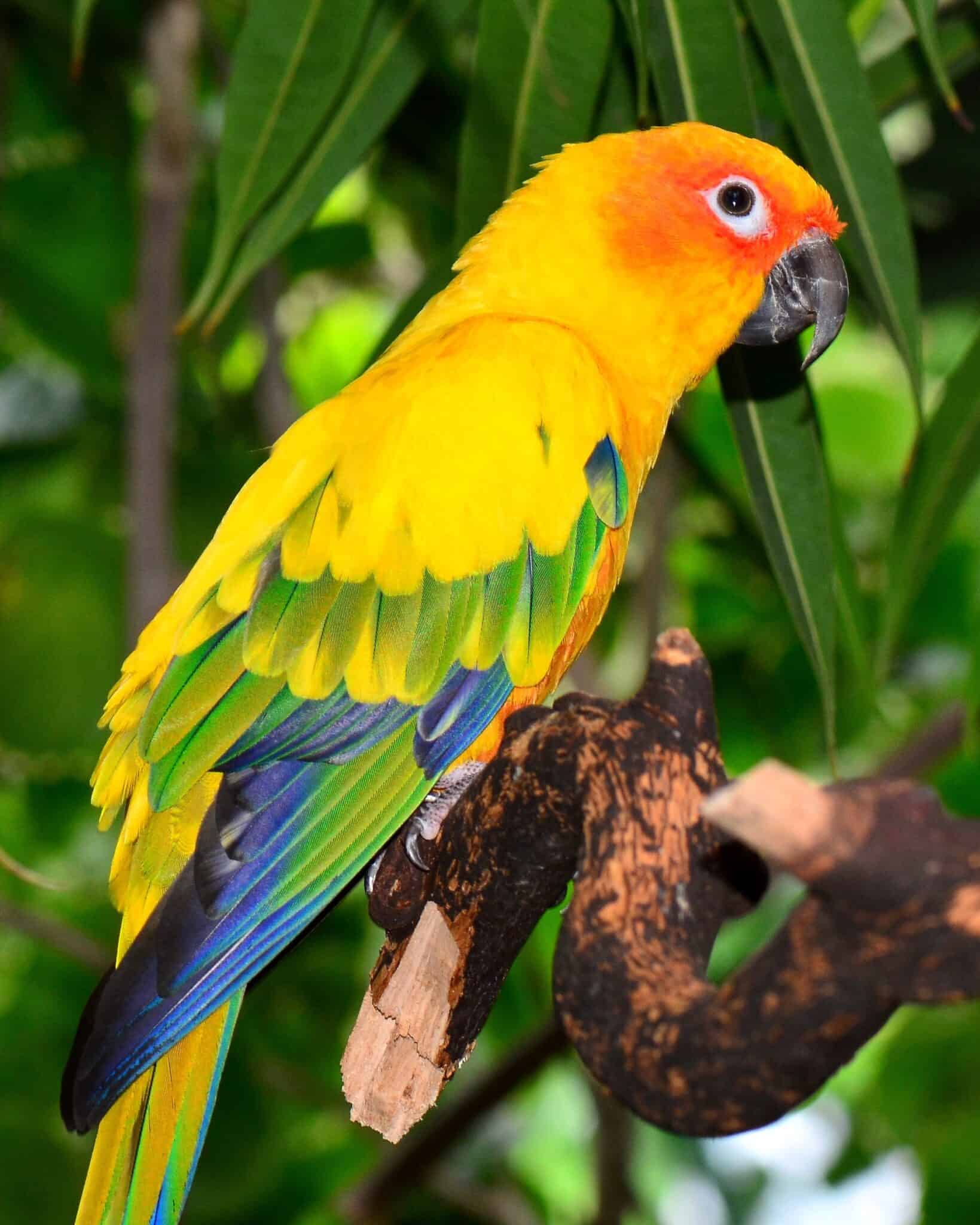 50 Different Types of Conure Parrots