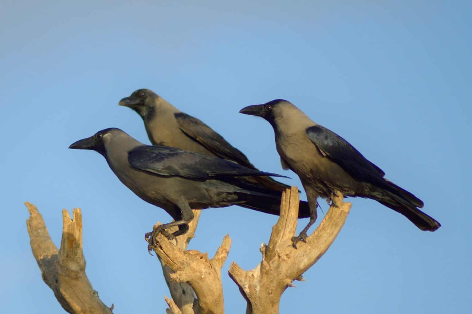 How Many Crows in a Murder? - Bird Helpful