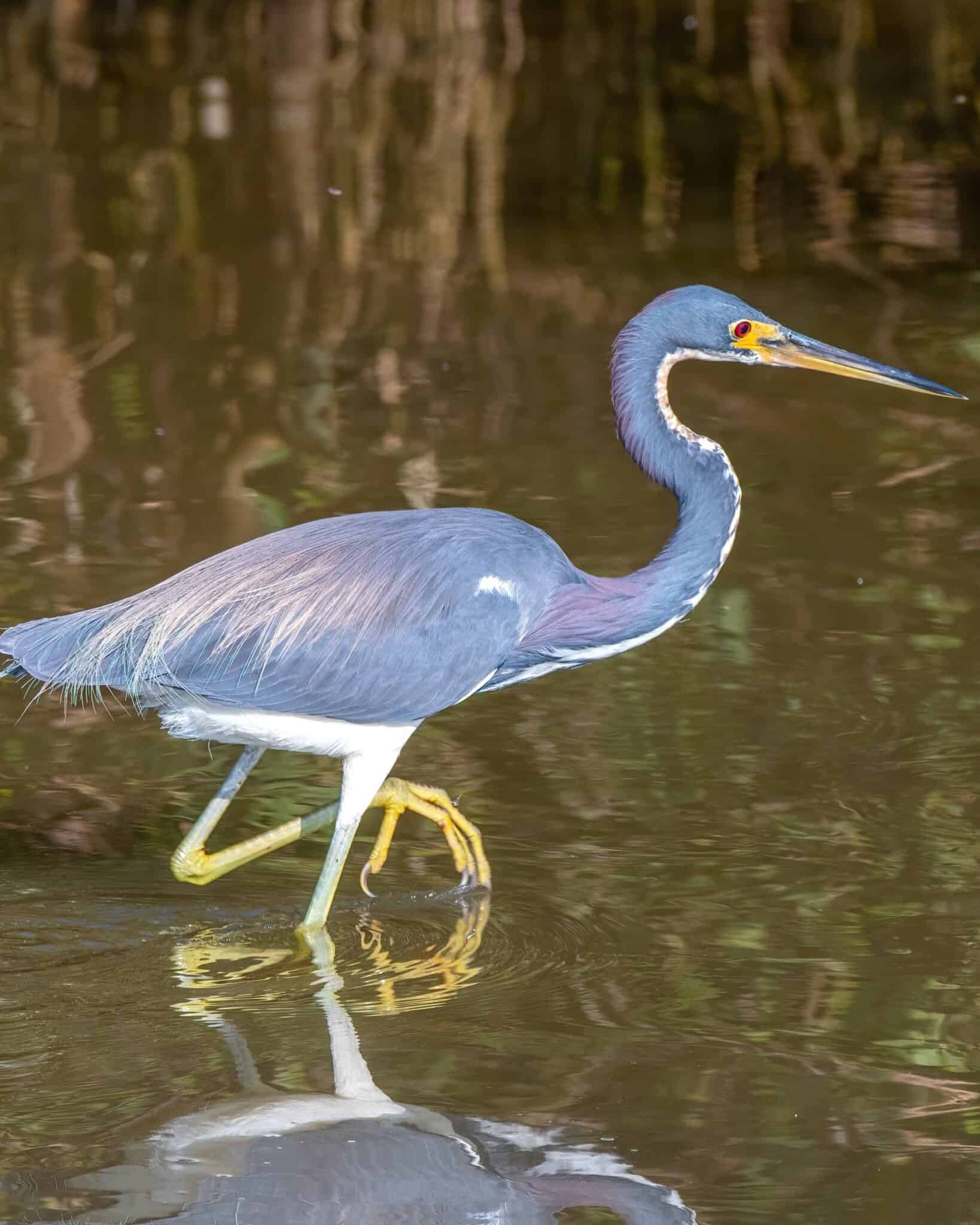 36 Unique Birds With Long Necks