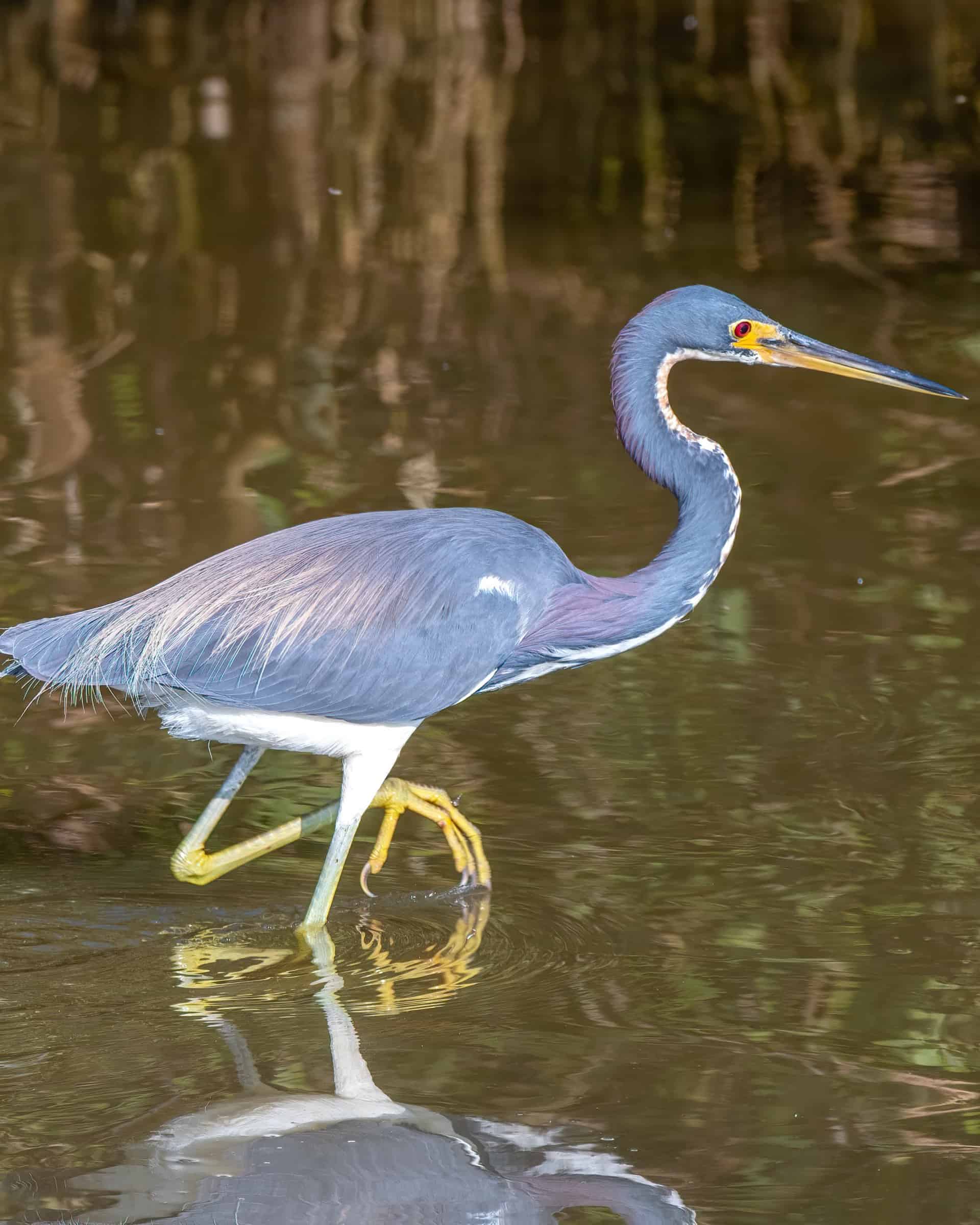 36 Unique Birds With Long Necks