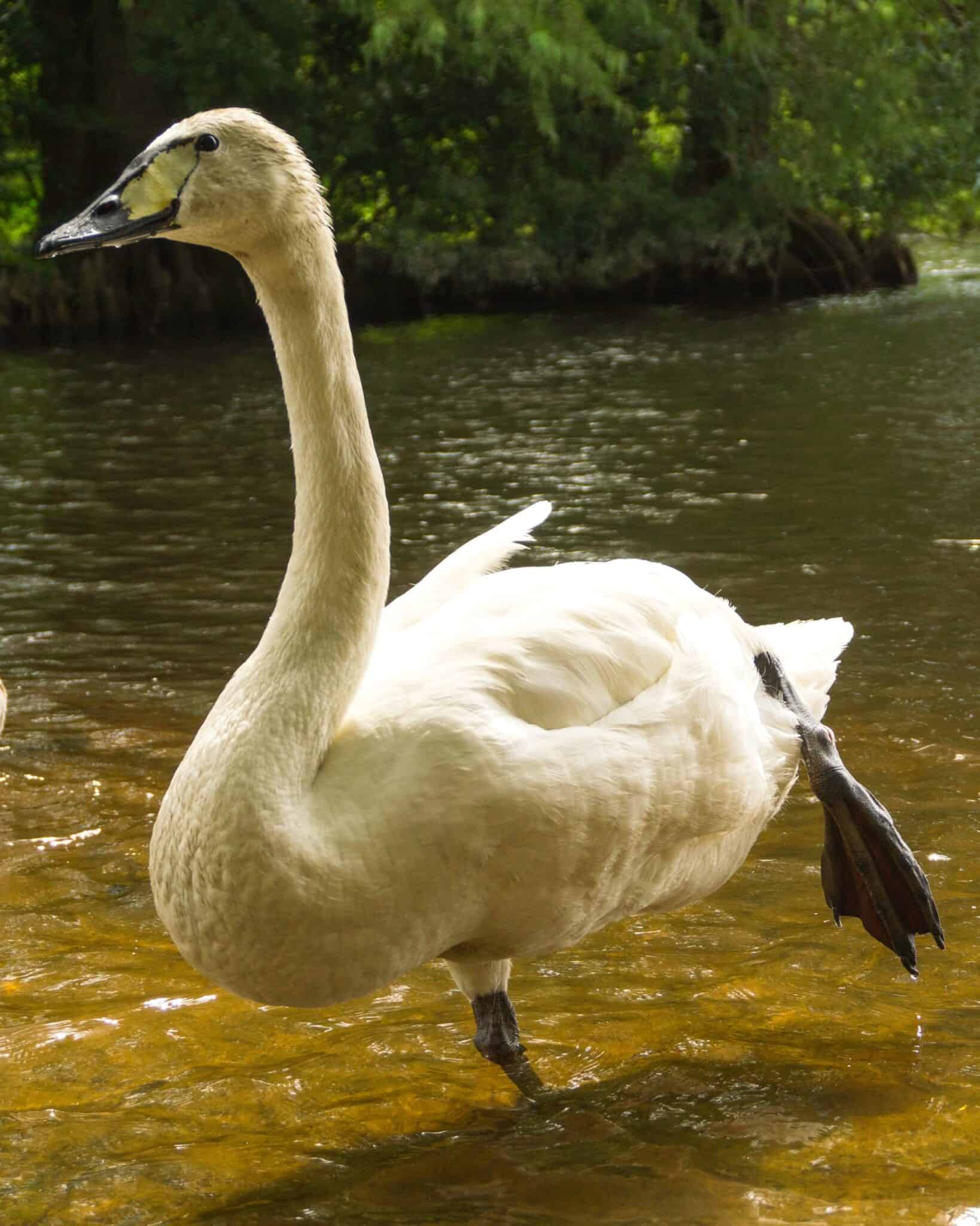 36 Unique Birds With Long Necks